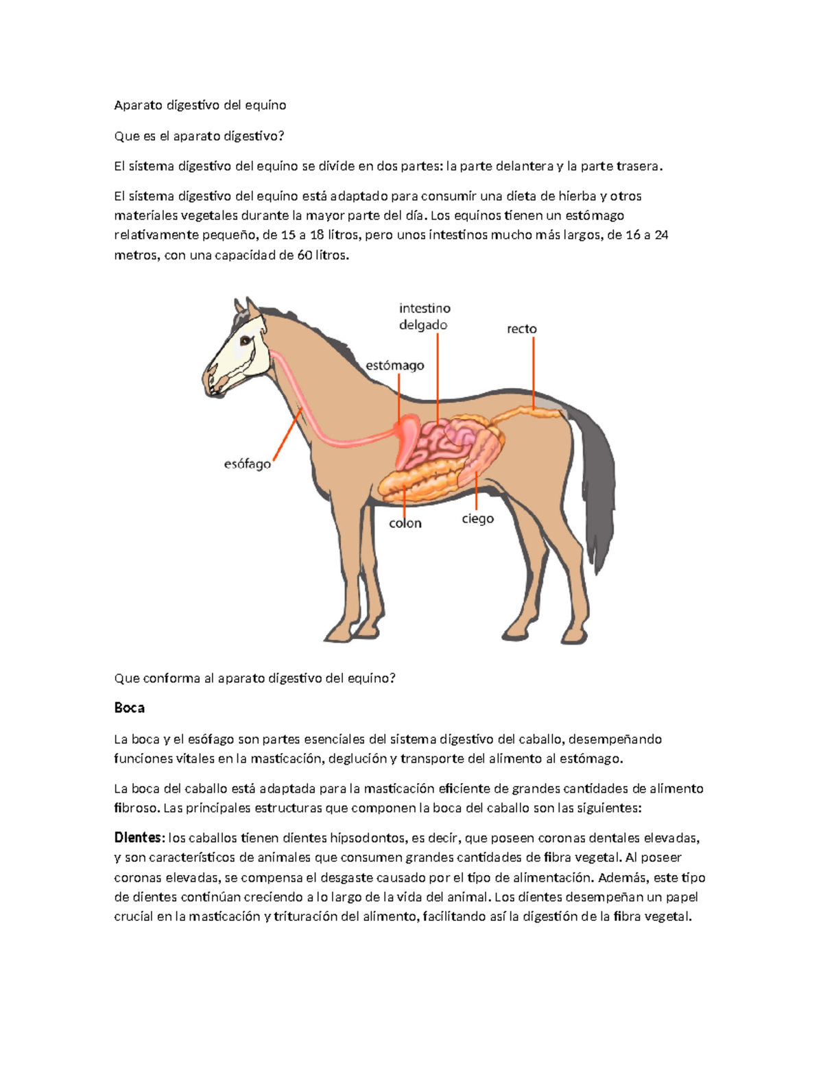 Sistema Digestivo del Equino: Estructura y Funciones Esenciales - Studocu
