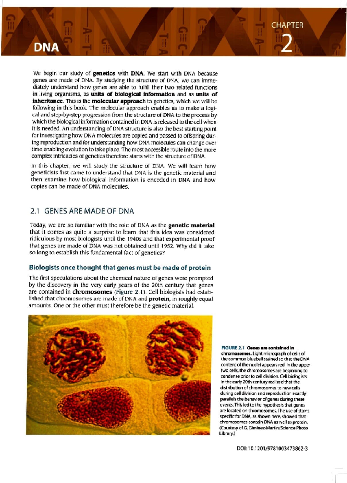 CHAPTER DNA 2: Understanding the Structure and Function of DNA in ...