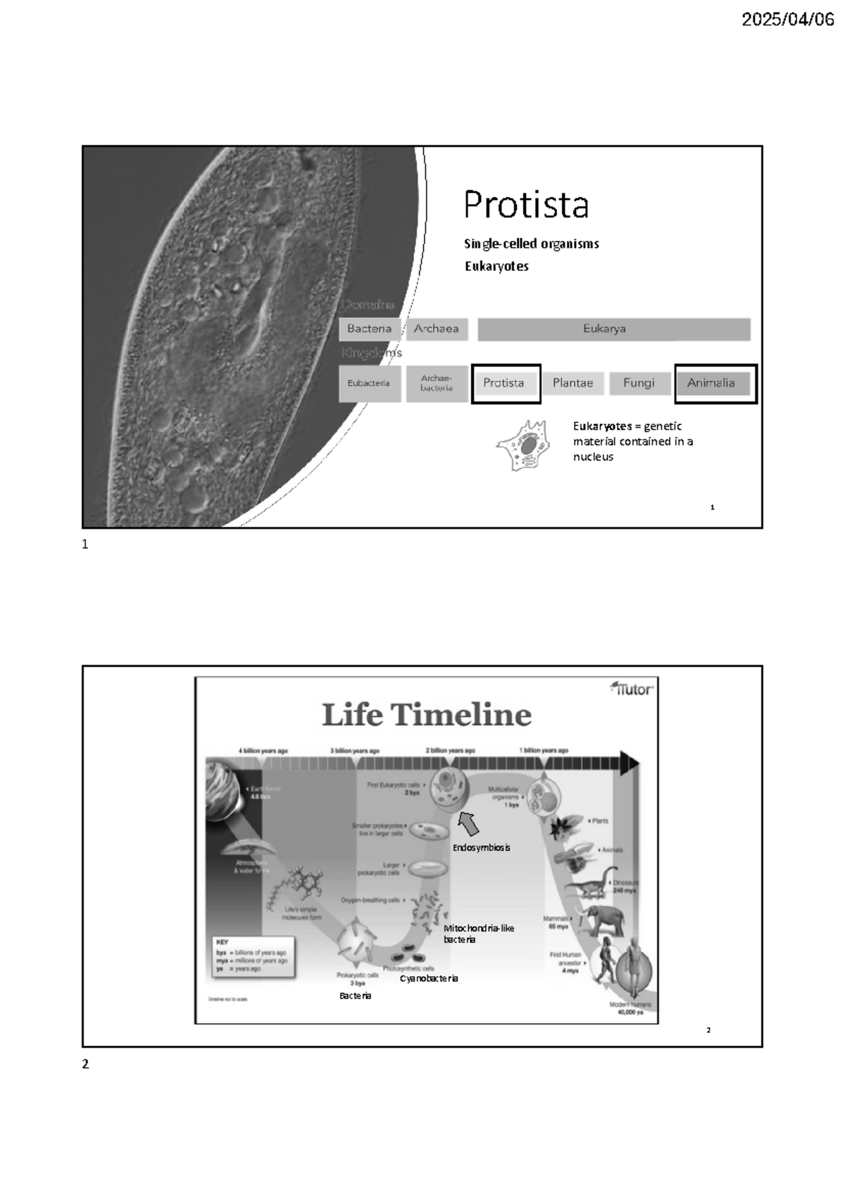 ZOOV111 Lecture 2: Protista Organisms and Their Characteristics - Studocu