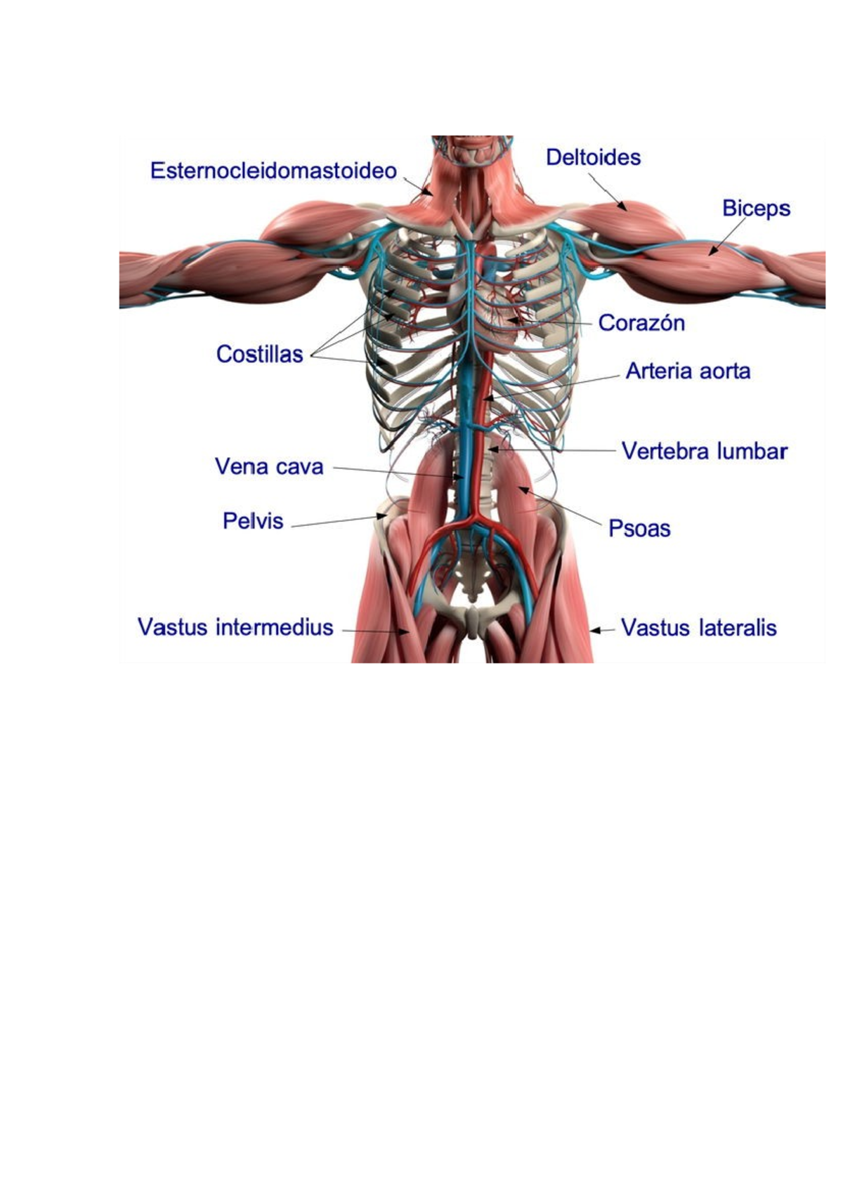 Pecho - …………. - Anatomía - Deltoides Esternocleidomastoideo Biceps ...