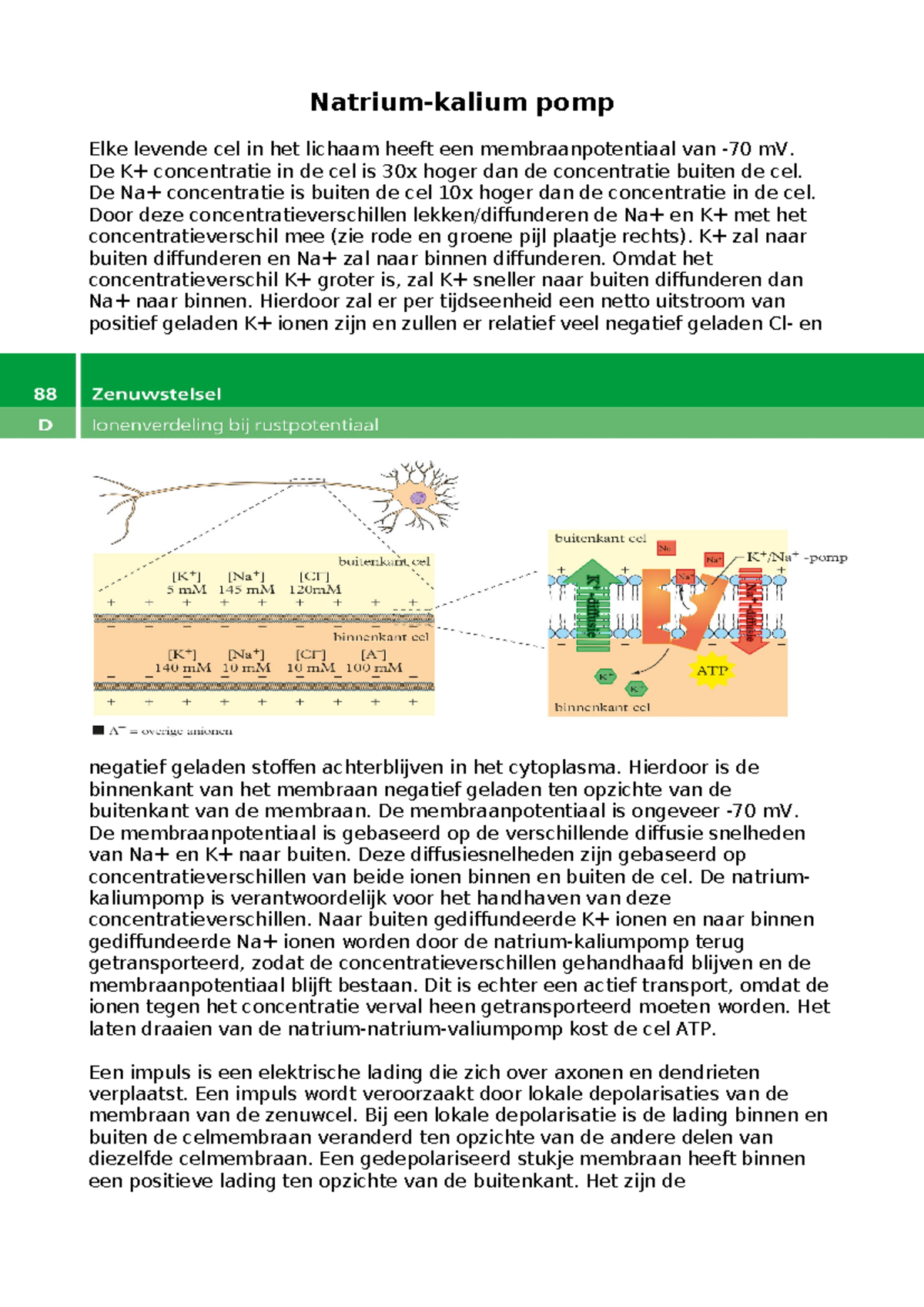 Natrium-Kalium Pomp: Uitleg en Functie in Celmembraan Potentieel ...