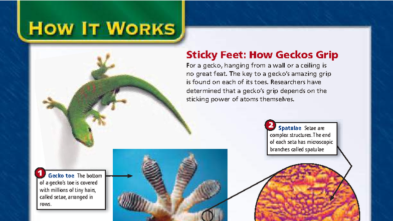 Chemistry 2: Geckos' Grip and Covalent Bonding Insights - Studocu