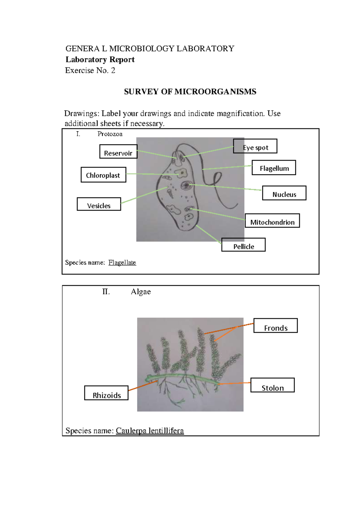 Exercise 2- Microorganisms - GENERA L MICROBIOLOGY LABORATORY ...