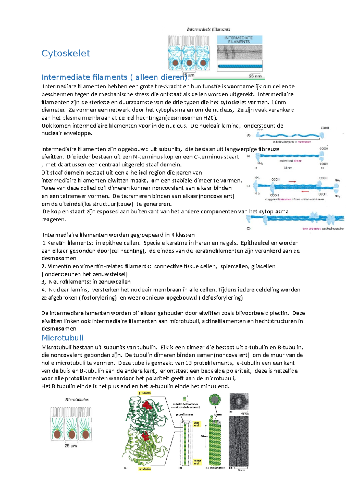 Cytoskelet en Mitose: Week 3 Samenvatting van Belangrijke Concepten ...