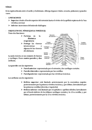 Vértebras Cervicales y Músculos del Cuello: Anatomía y Funciones - Studocu