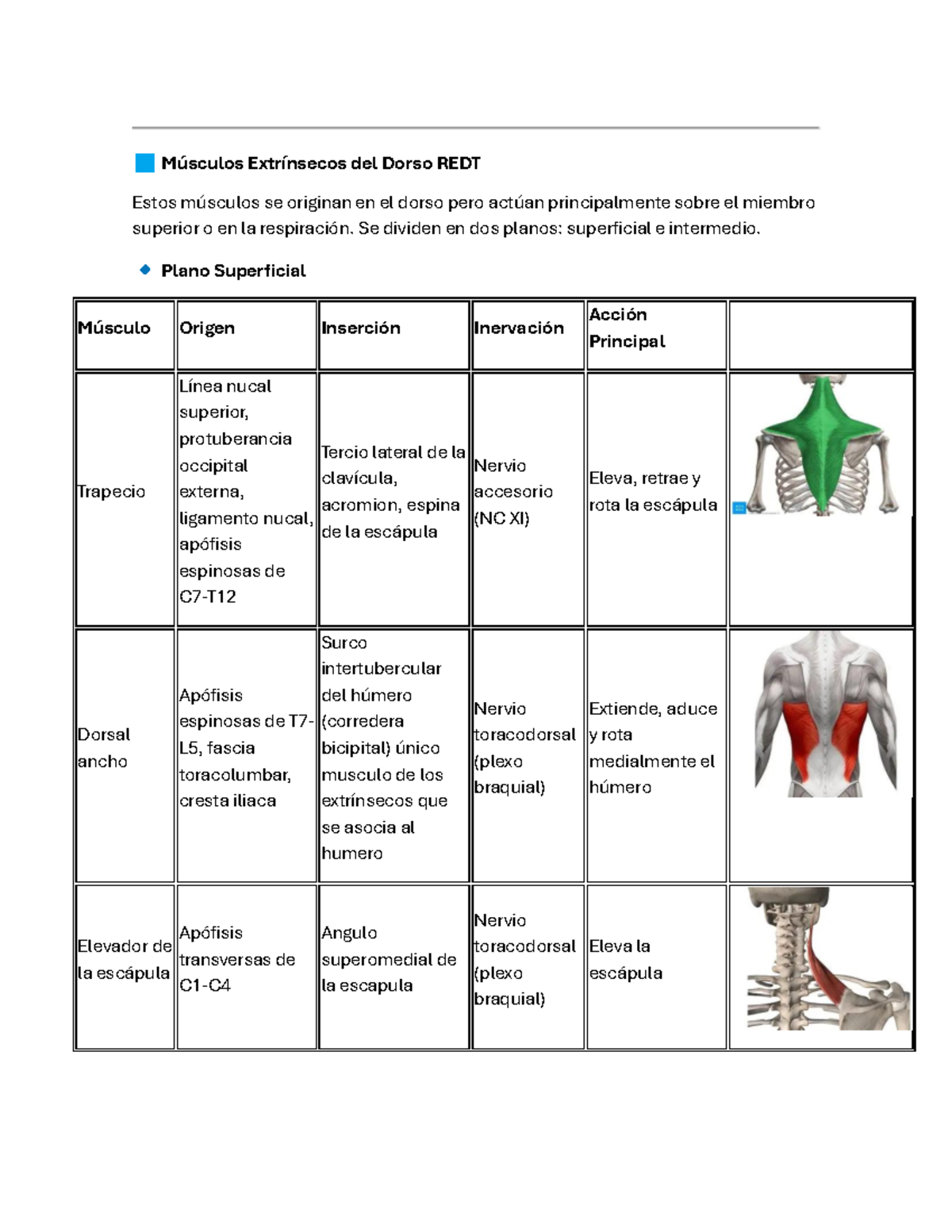 Músculos Extrínsecos del Dorso: Anatomía y Funciones - Studocu
