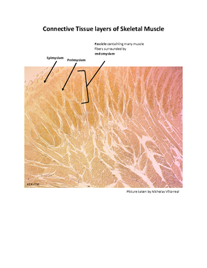 HESI Histology: Overview of Tissue Types and Functions - Important ...