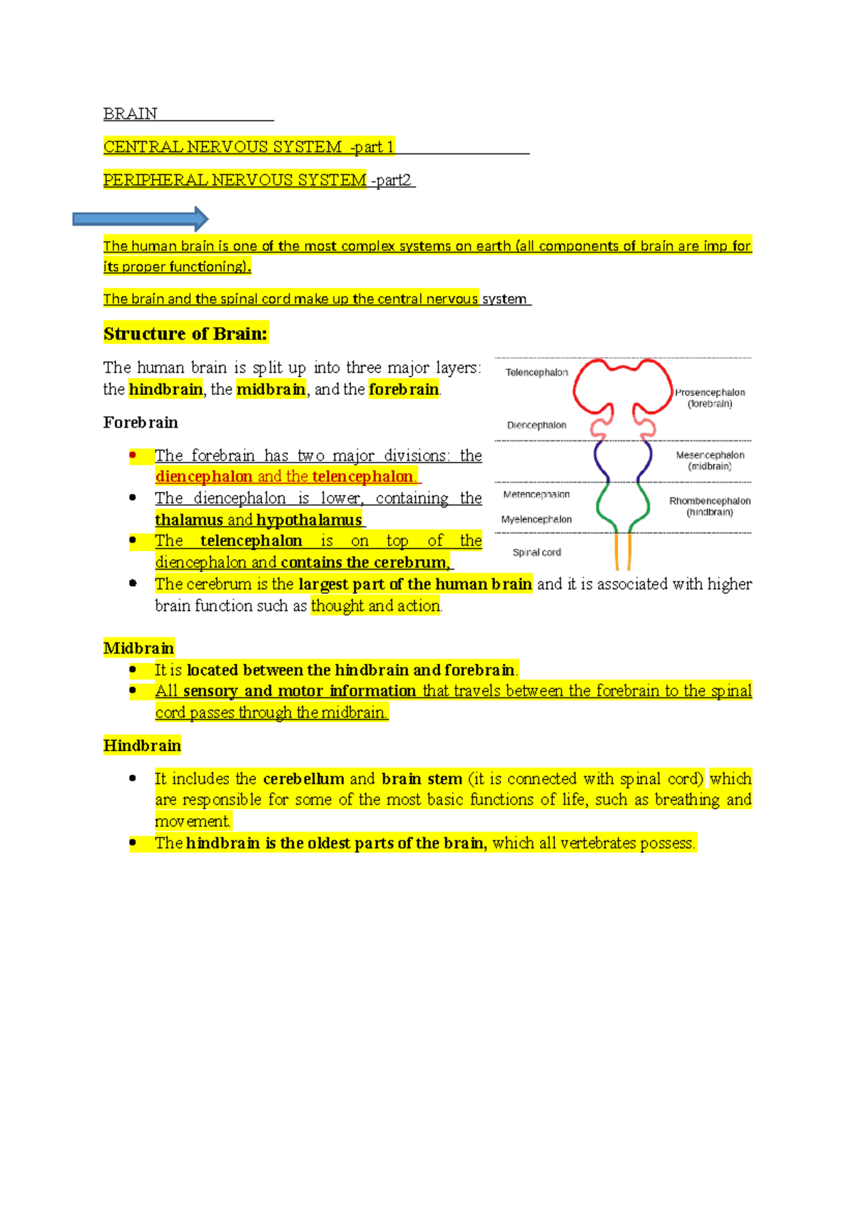 BRAIN & NERVOUS SYSTEM STRUCTURE (BIO 101) - STUDY NOTES - Studocu