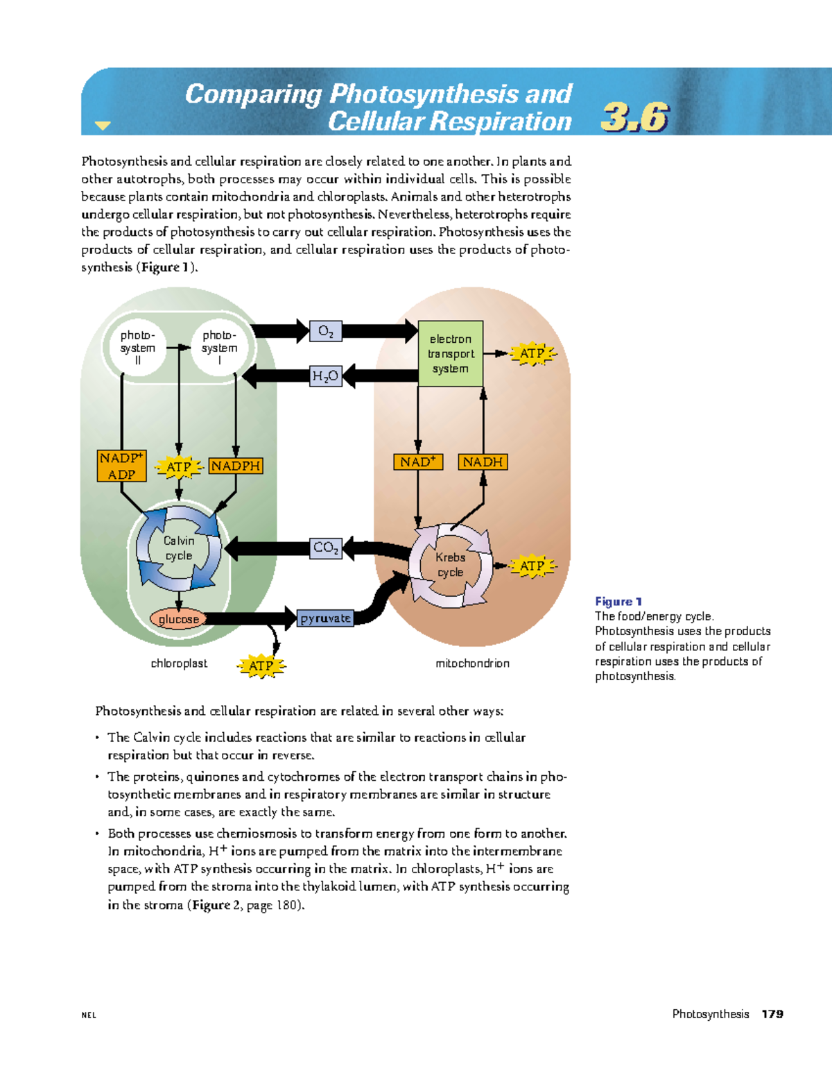 U2L11 Comparative Analysis of Cellular Respiration and Photosynthesis ...
