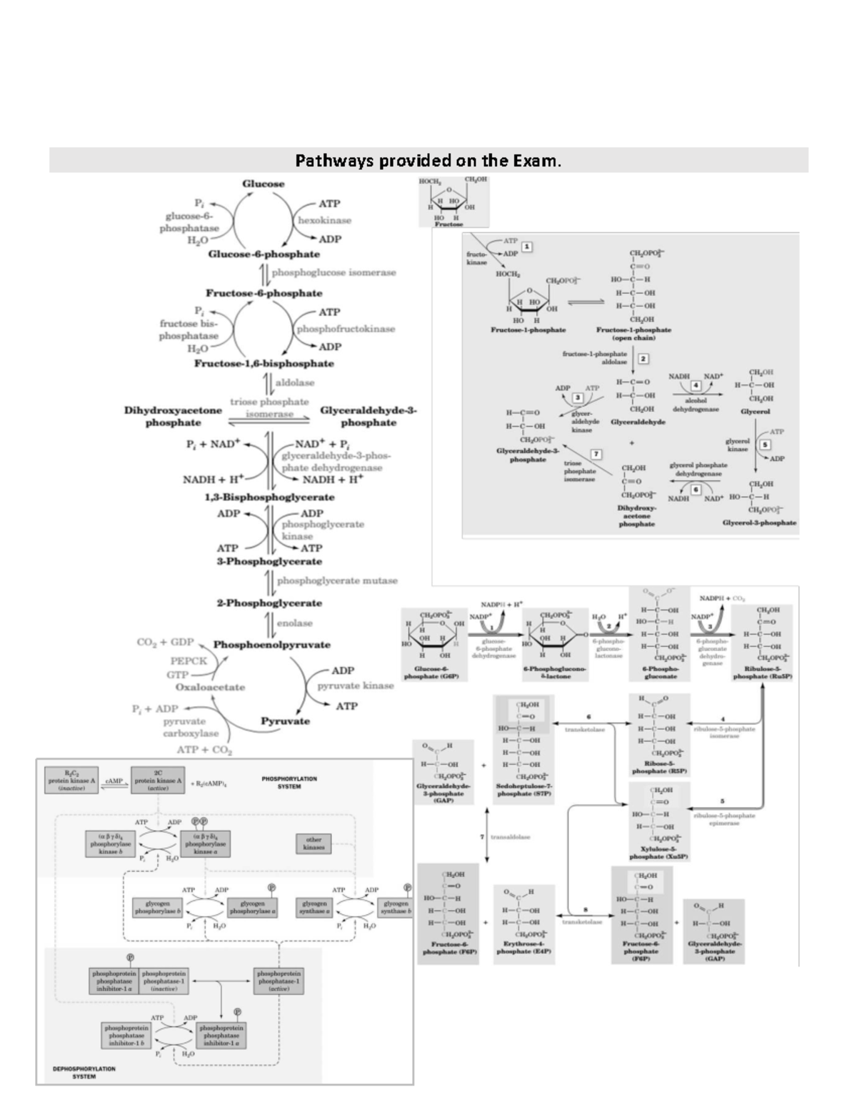 Pathways Provided on Midterm 1 - Bioc 311 - BIOC 311 Fall 2025 Pathways ...