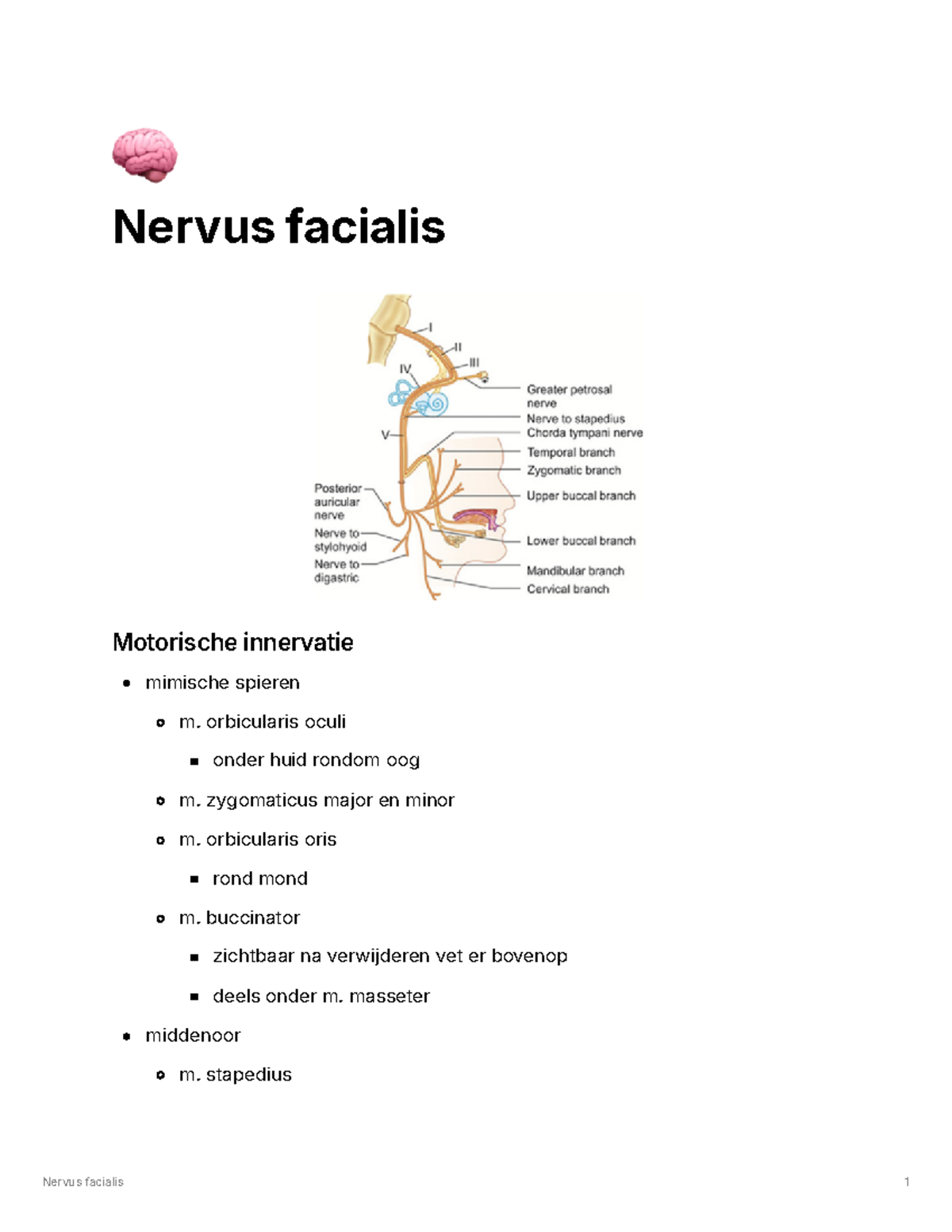 Nervus Facialis: Motorics, Innervation, and Dysfunction Analysis ...