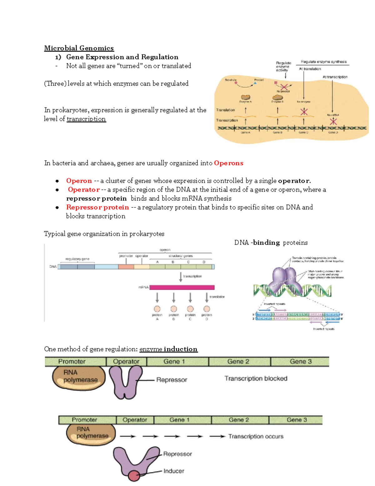 Microbiology Lecture Notes: Gene Expression, Mutation & Transfer ...