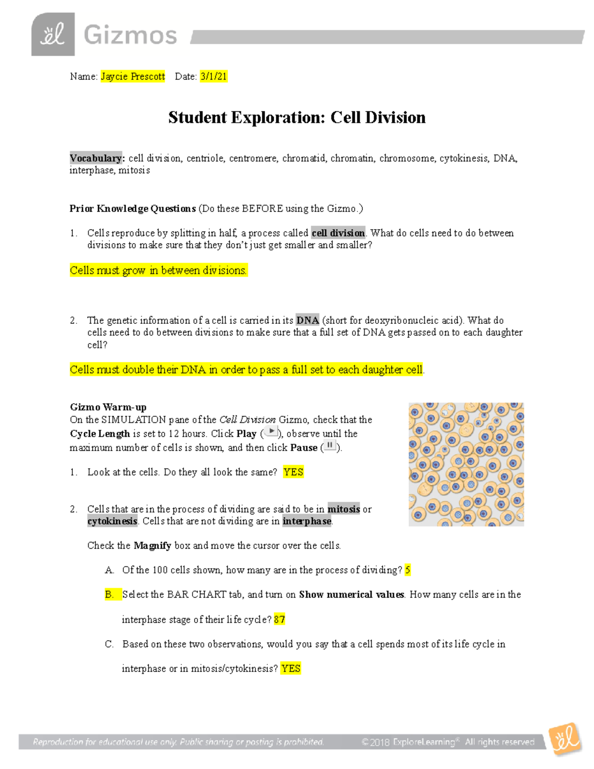 Cell Division Lab Exploration - Gizmo Activity Guide - Studocu