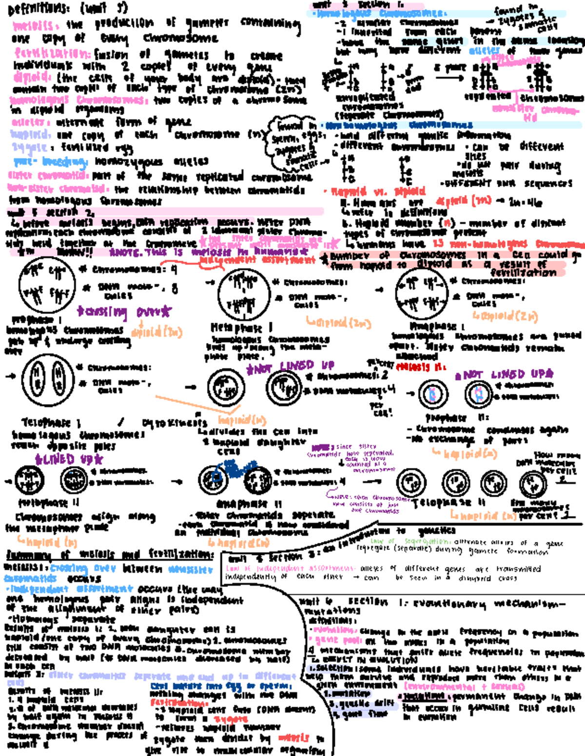 Biology Cheat Sheet: DNA Molecules per Cell for Exam Prep - Studocu