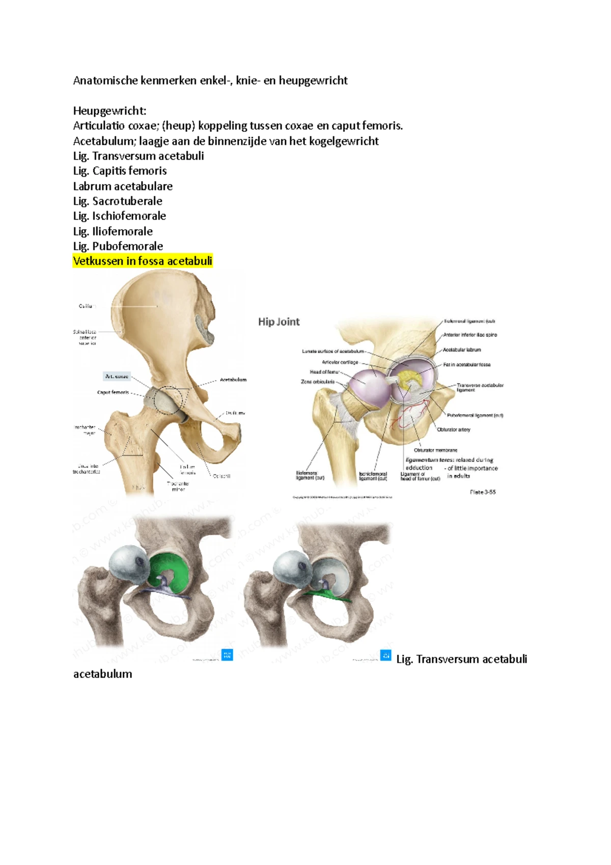 Samenvatting het skelet van de onderarm en de hand - Zelfstudie ...