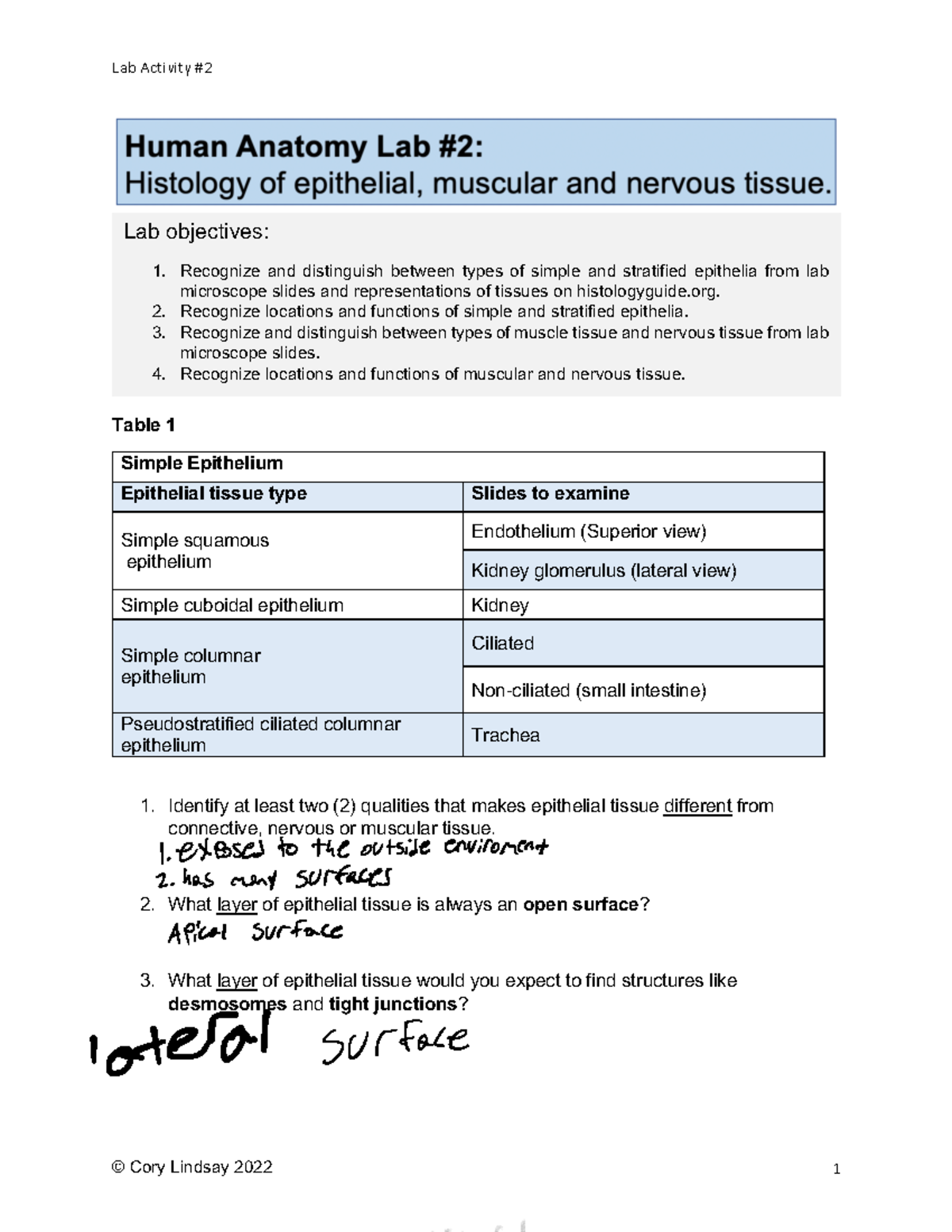 Human Anatomy Lab #2: Histology of Epithelial, Muscular, and Nervous ...