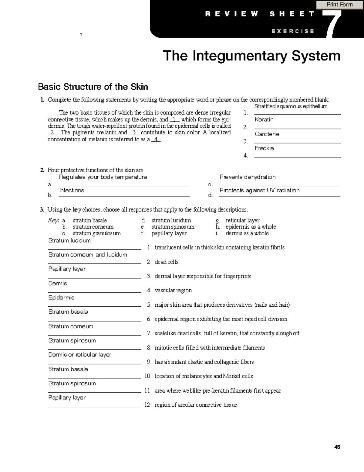 Review Sheet 7 - The Integumentary System - 45 Basic Structure of the ...
