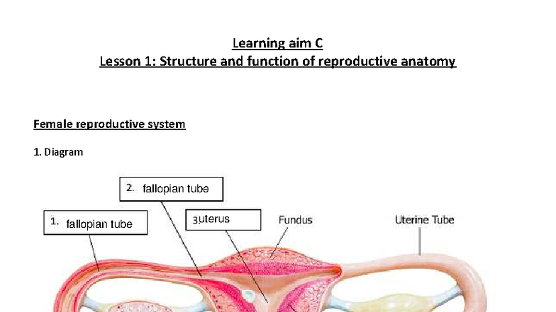 Learning Aim C: Female Reproductive Anatomy - Lesson 1 Overview - Studocu