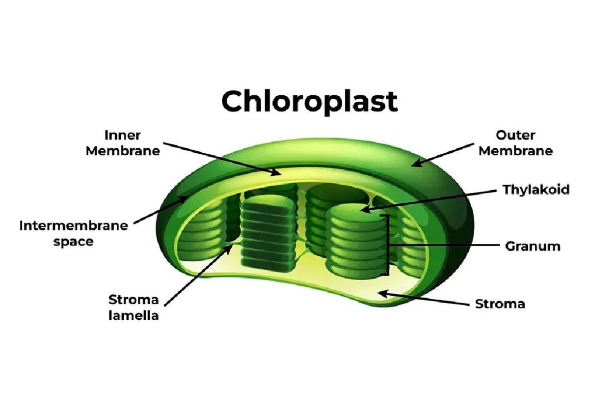 Document 31 - Xnsnsnnana - BSED- Science - Chloroplast Inner Outer ...
