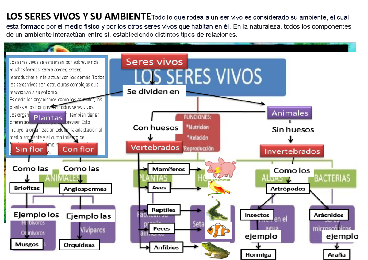 LOS Seres Vivos Y SU Ambiente - LOS SERES VIVOS Y SU AMBIENTETodo lo ...
