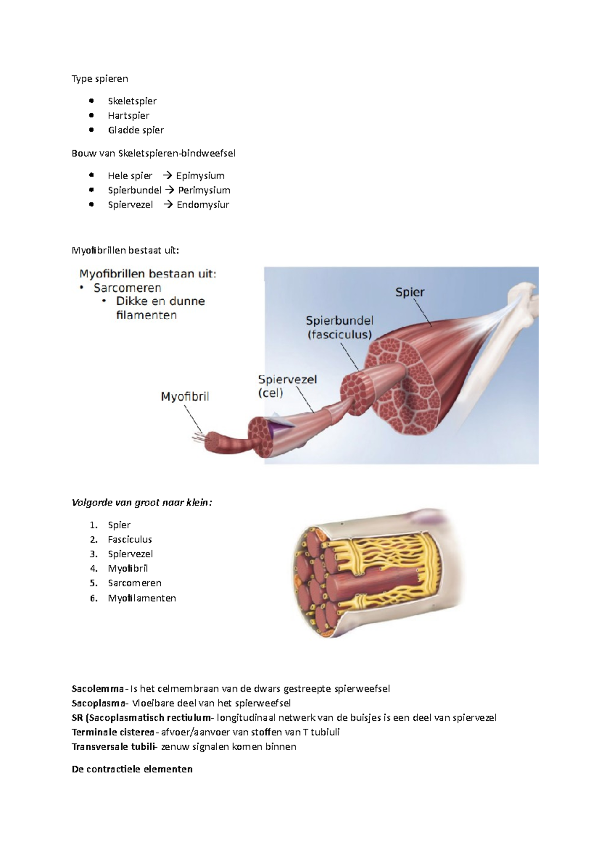 Fysiologie Samenvatting: Spierstructuur en Functies in Detail - Studeersnel