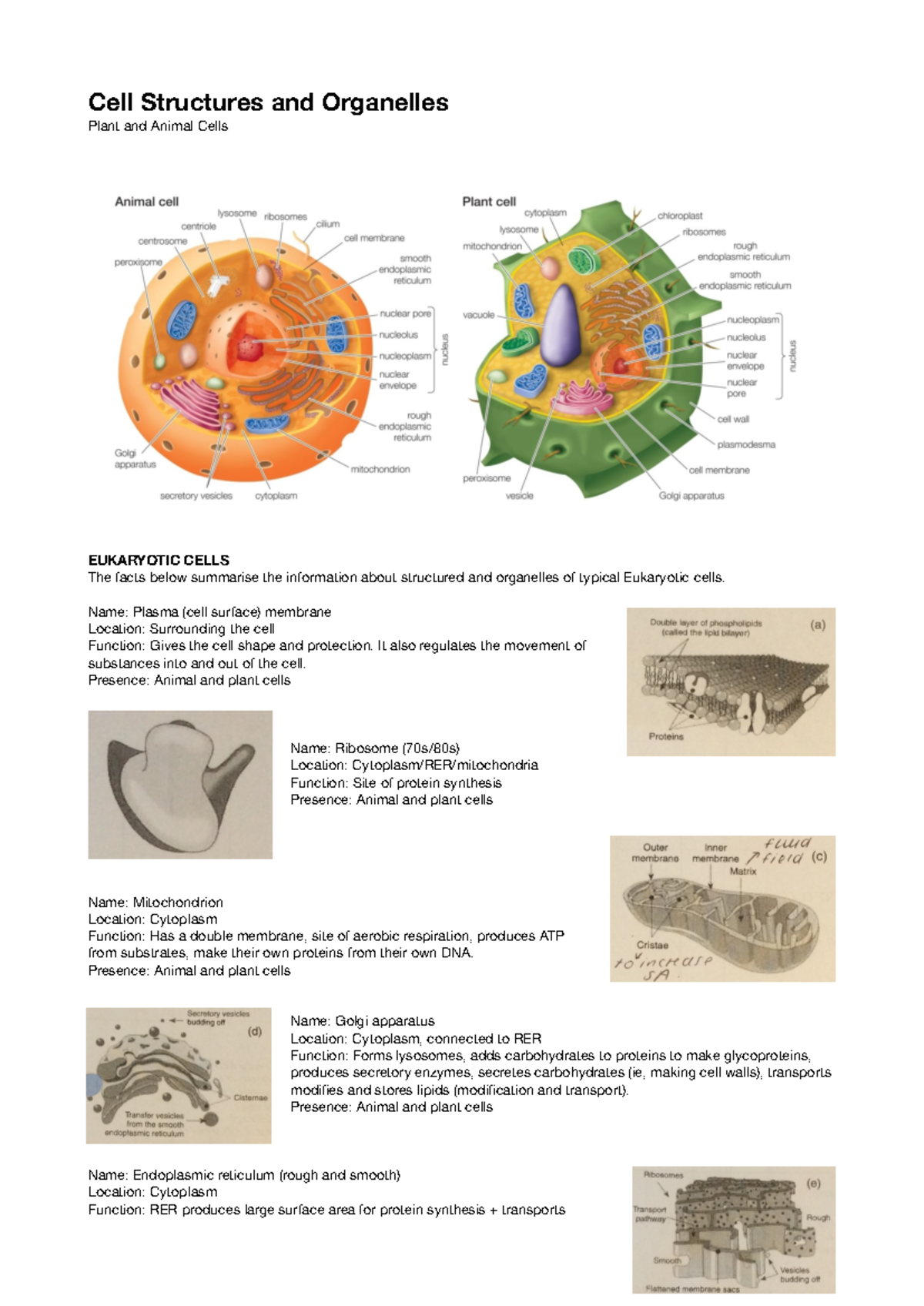 Cell Structures & Organelles - Cell Structures and Organelles Plant and ...
