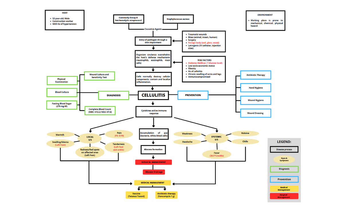 Pathophysiology of Cellulitis: A Comprehensive Study Guide 3737 - Studocu
