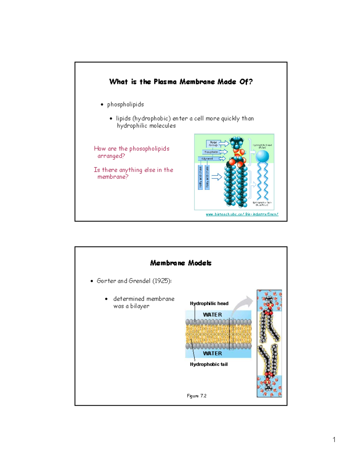 BIO 203 Lecture 5 - Membranes: Active & Passive Transport Overview - Studocu