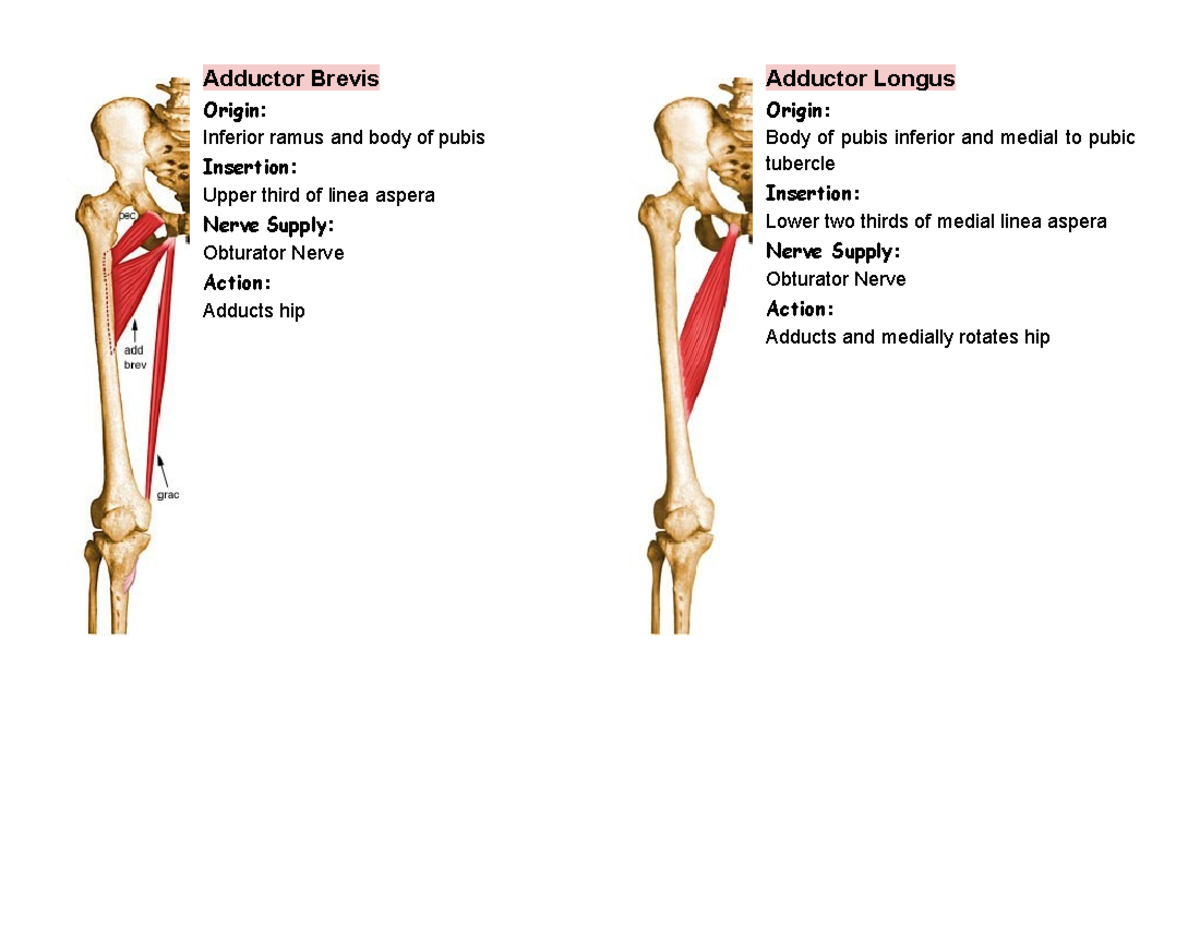 LE Moina - Lower Extremity Muscles Anatomy and Functions - Studocu