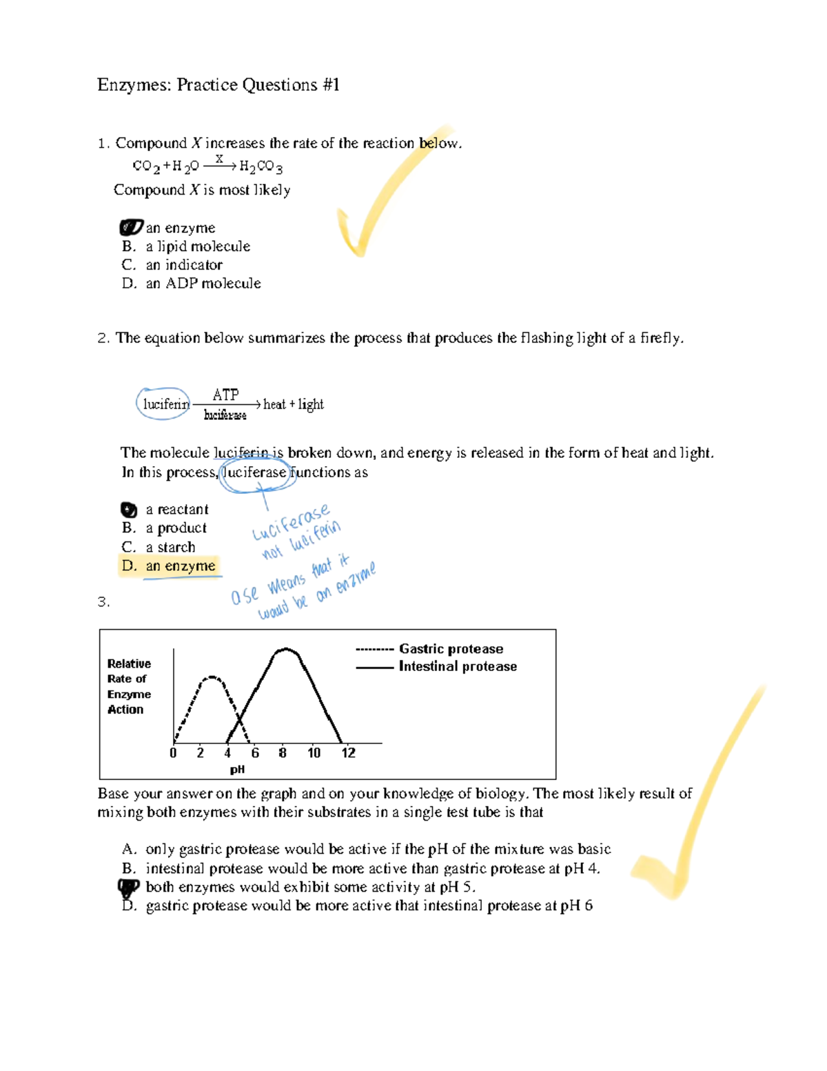 Practice Questions 1: Enzymes Review for Biology Exam - Studocu