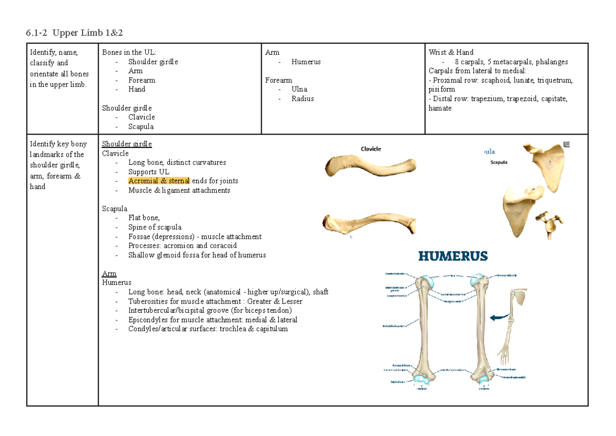 Upper Limb Anatomy: Bones, Joints & Muscles Overview (ANAT 101) - Studocu