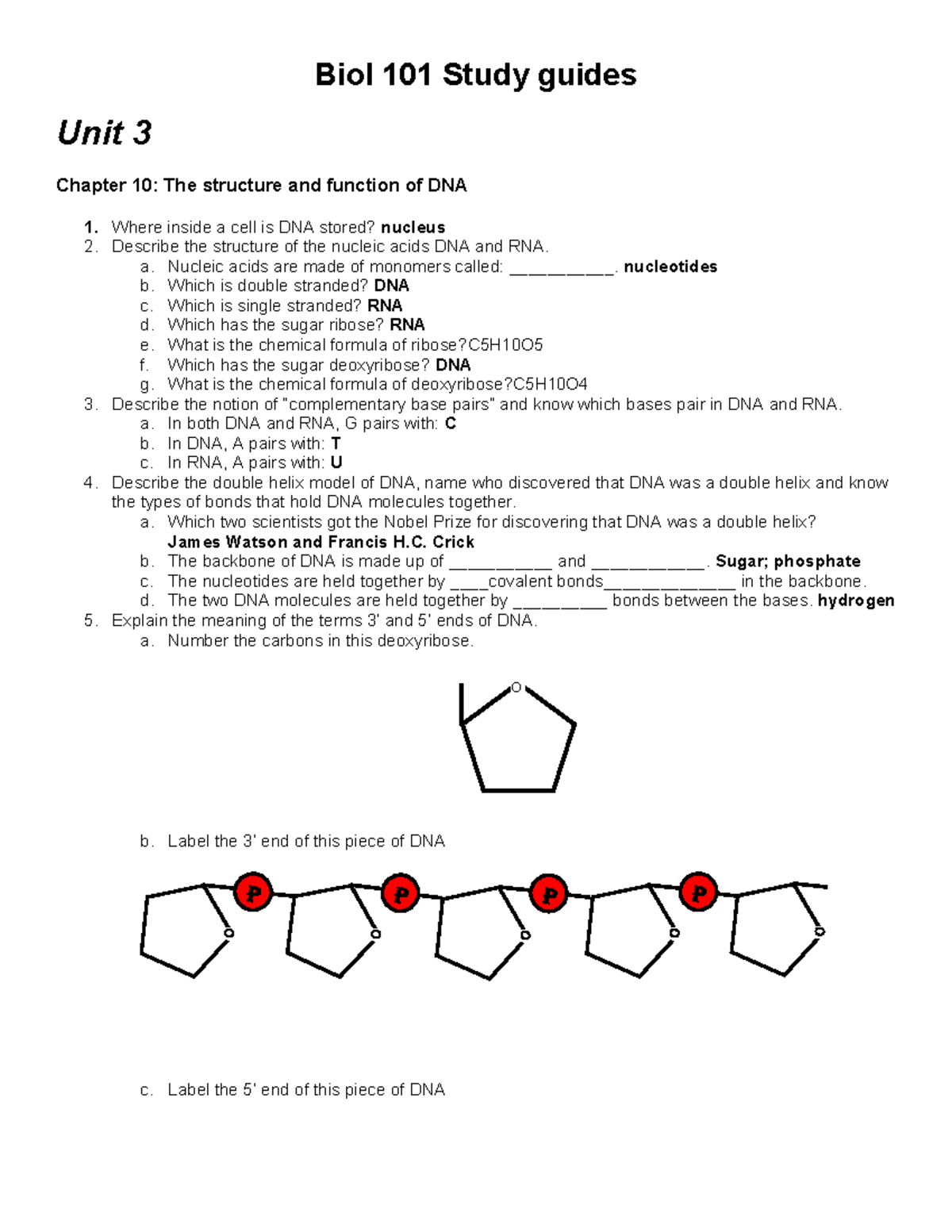 Biol 101 Final Exam Notes: DNA Structure, Replication, and Mutations ...