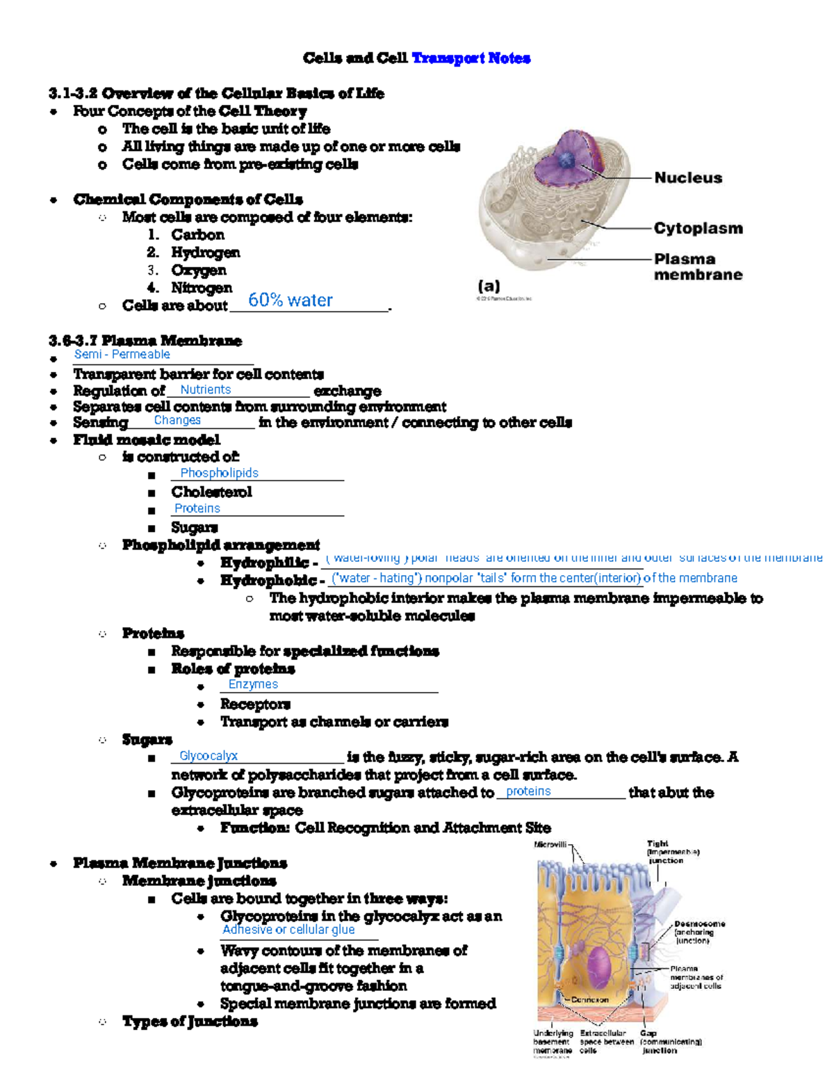 Cells and Cell Transport Notes: Overview of Cellular Basics - Studocu
