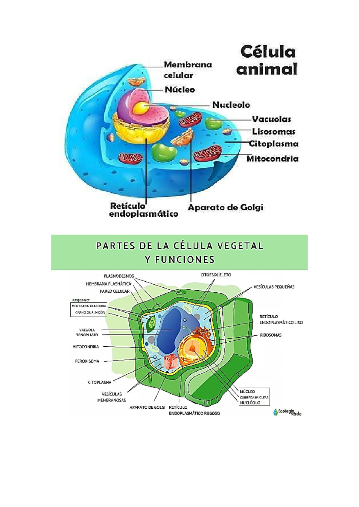 Partes y Funciones de la Célula Animal y Vegetal - AYUDA SOCIAL ...