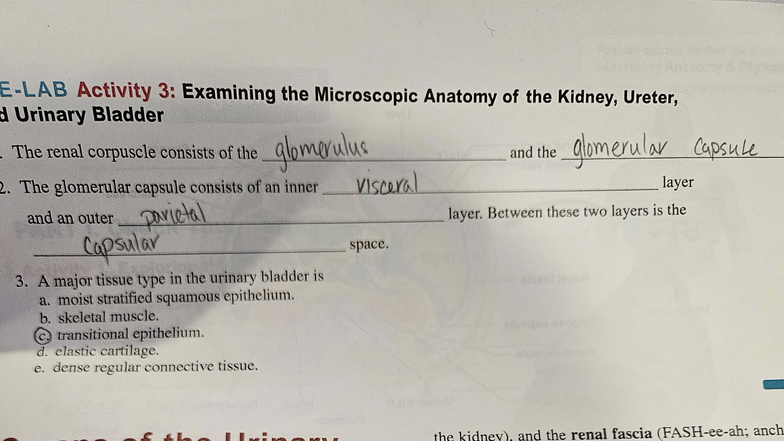 20251211 - Kidney Pre-Lab: Microscopic Anatomy of Urinary Organs - Studocu