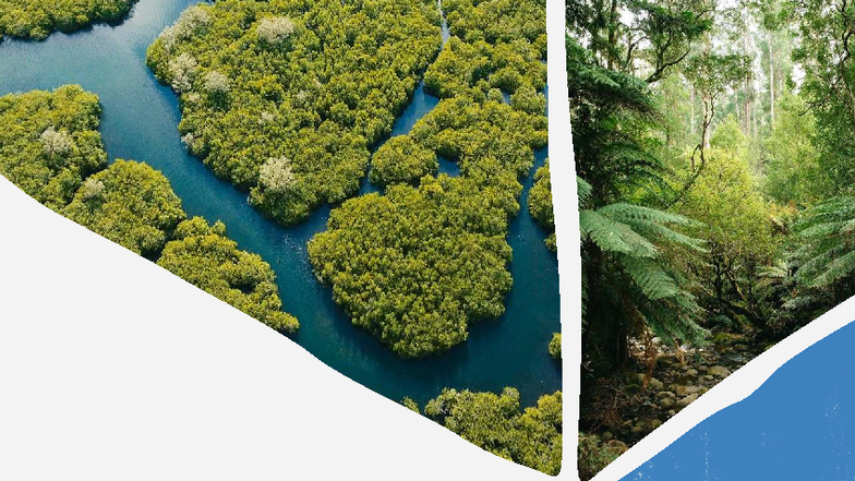 PG Forest Commodities Policy: Sustainable Sourcing & Human Rights - Studocu