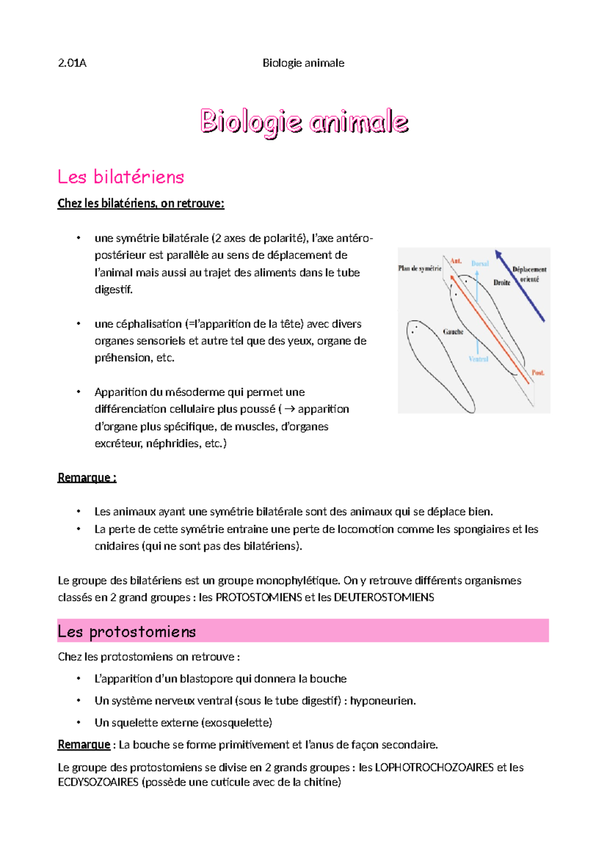 Annélides - B Biologie animaleiologie animale Les bilatériens Chez les ...