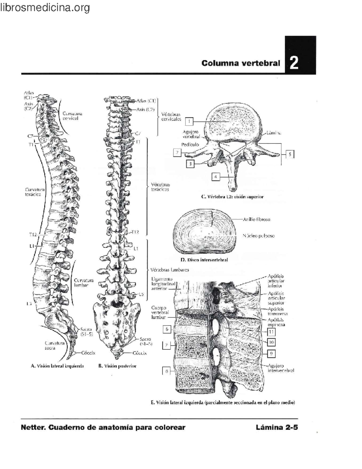 Netter Anatomía para Colorear: Columna Vertebral y Vértebras - Studocu