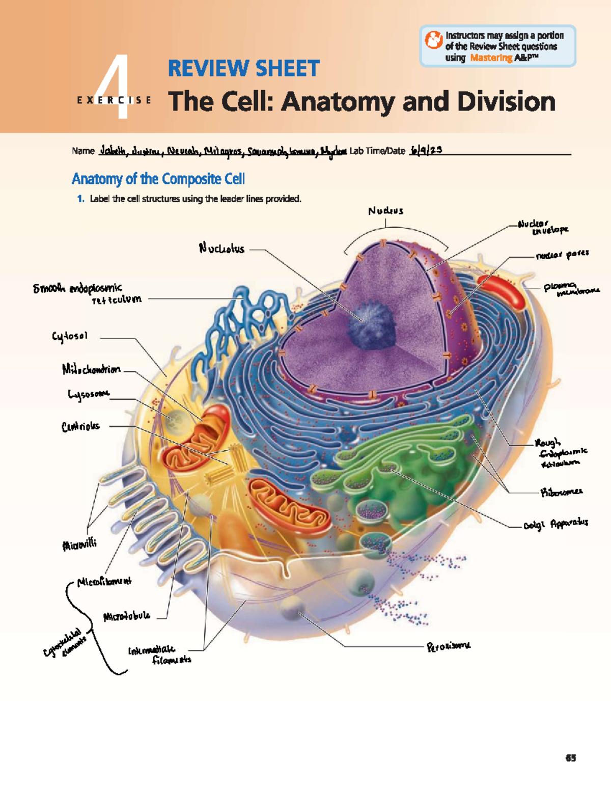 Human Anatomy & Physiology Lab Review Sheet: The Cell Anatomy ...