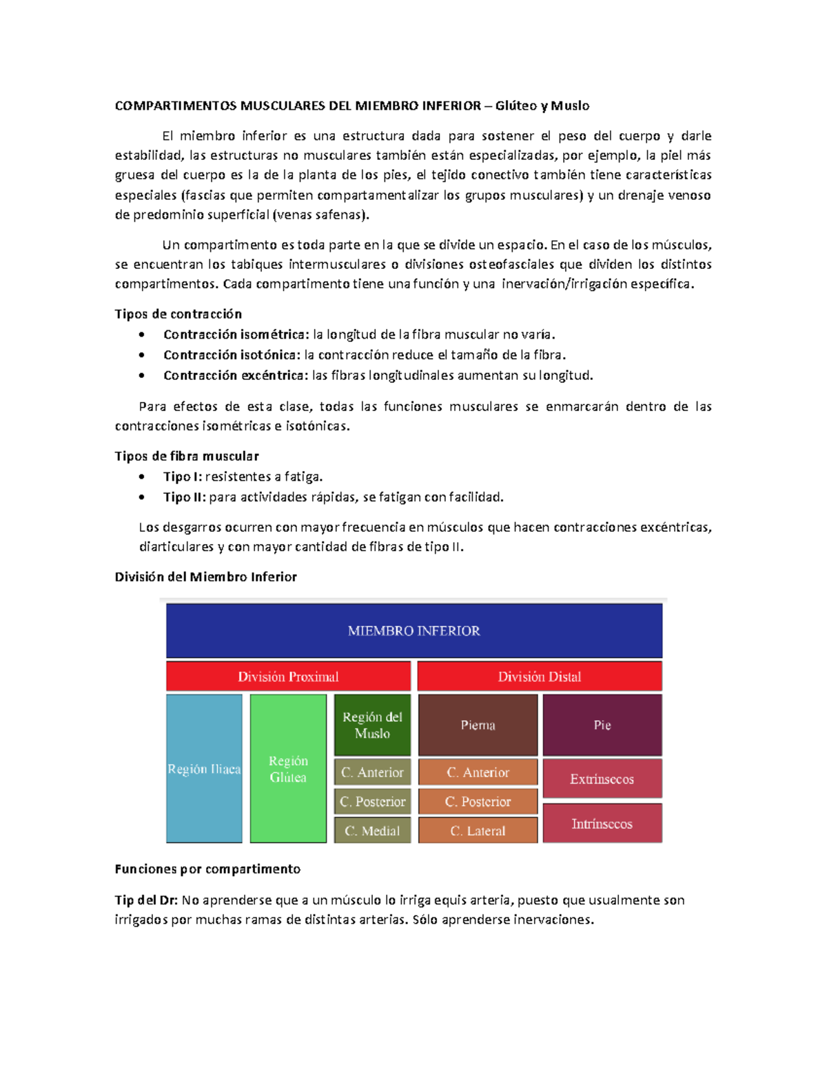A41 - Compartimentos Musculares del Miembro Inferior y Muslo - Studocu