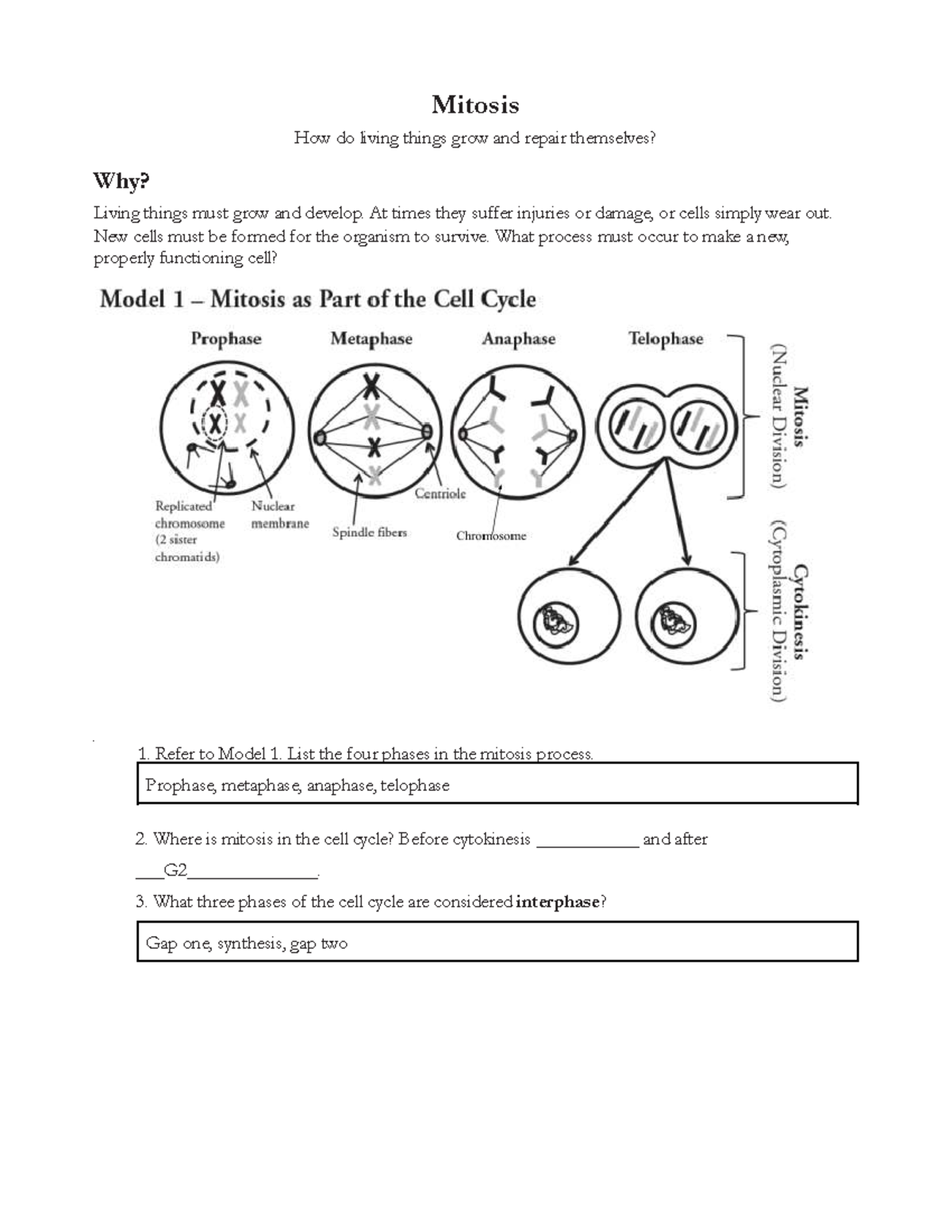 Mitosis Worksheet Phases Of The Cell Cycle