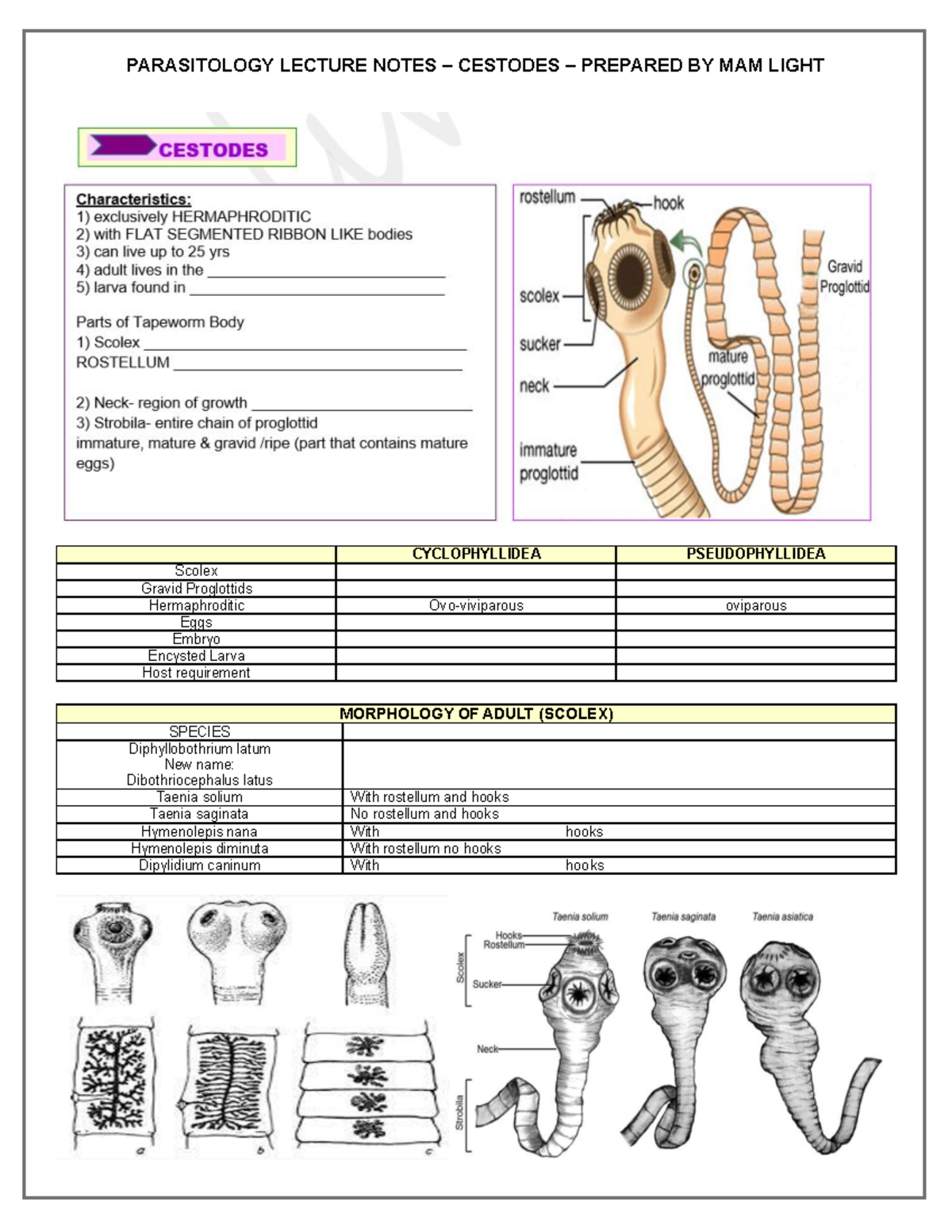 Cestodes - lectures notes - CYCLOPHYLLIDEA PSEUDOPHYLLIDEA Scolex ...