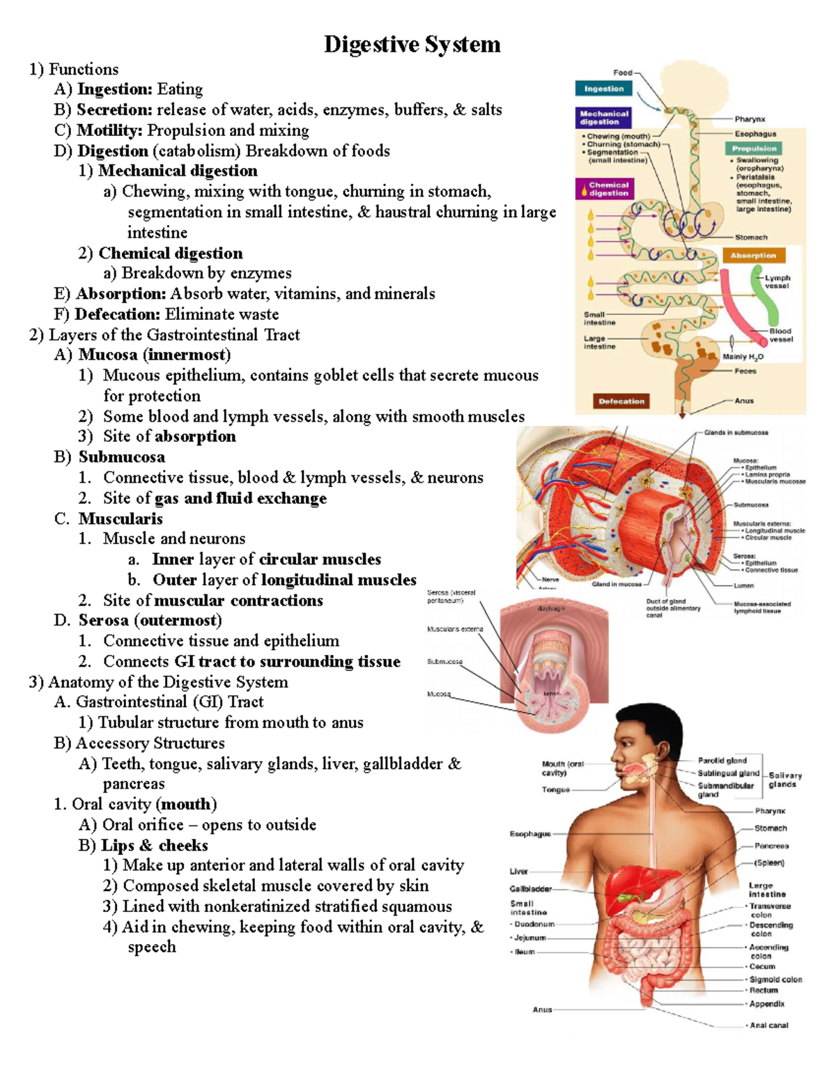 Digestive System Outline - Digestive System Functions A) Ingestion: Eating B) Secretion: release ...