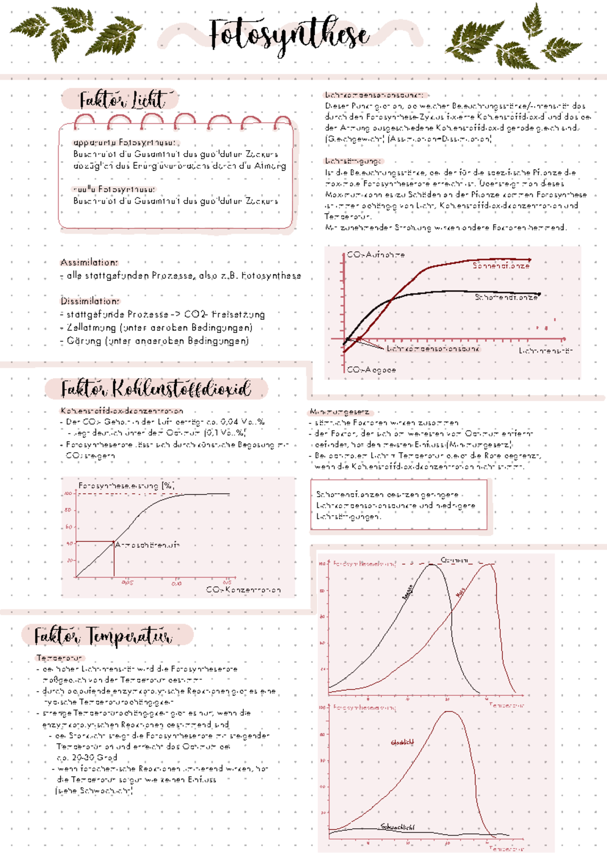 Zusammenfassung zur Fotosynthese: Lichtkompensation und Calvin-Zyklus ...