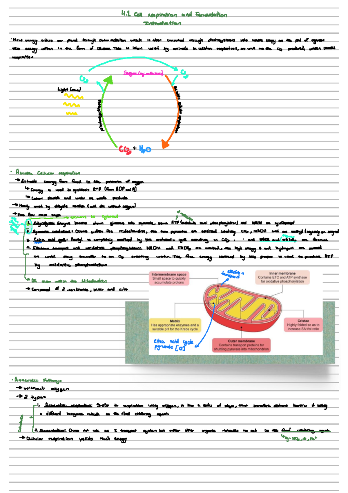 Chapter 4: Cellular Respiration and Fermentation Overview - Studocu