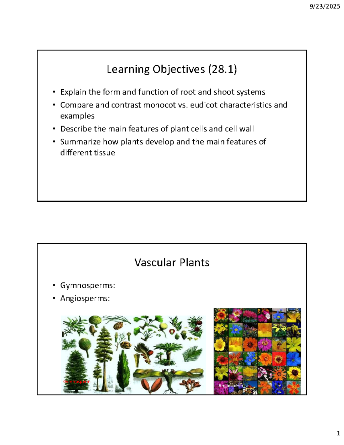 Plant Anatomy Overview: Structure, Function, and Growth (BIO101) - Studocu
