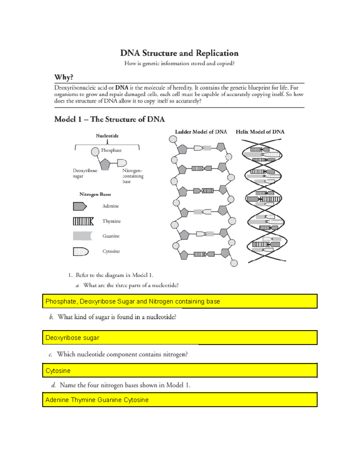 Pogil - DNA Structure & Replication Key Concepts and Processes - Studocu