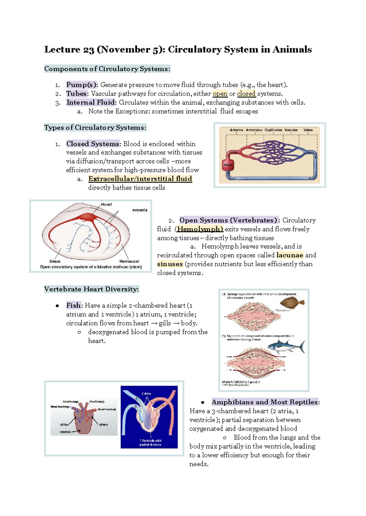Bio 2601 Midterm 2 Lecture Notes: Circulatory & Osmoregulation Systems ...