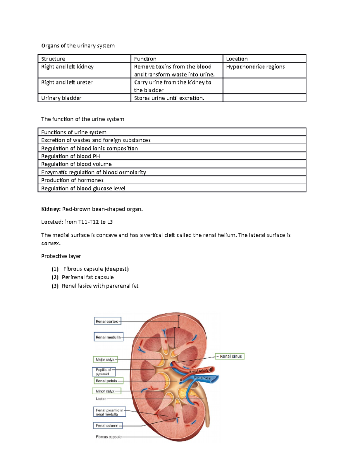 Urinary System - Comprehensive Exam Notes for BIO 101 - Studocu