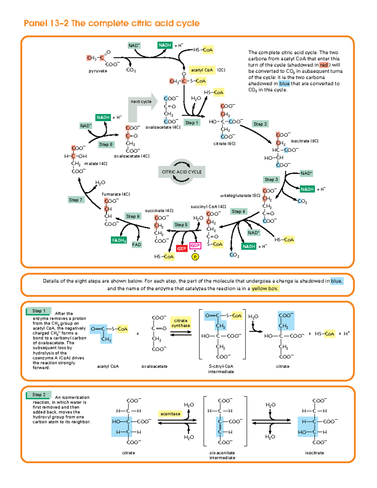03 Panel 13: Detailed Overview of the Citric Acid Cycle - Studocu